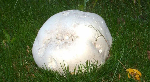 Gomba termőblokk - Óriáspöfeteg | Háztartási eszközök és ajándékok a ...